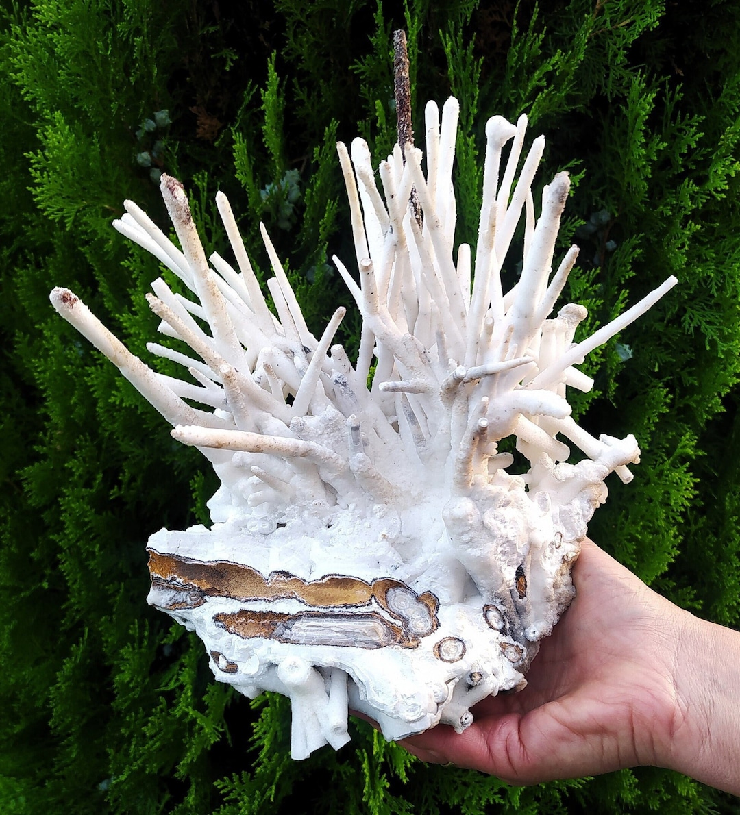 Aragonite Crystals Flos Ferri, Greek Minerals,rare Specimen, White Gift ...