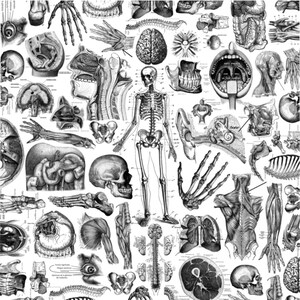 Human Anatomy Printed White on Black Microfiber Duvet Cover - Etsy