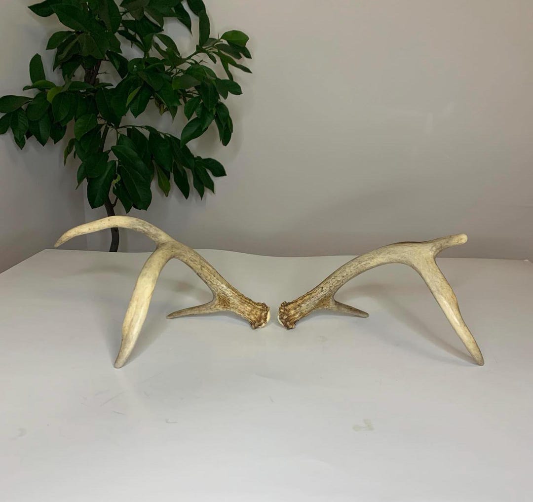 Set of Canadian 3 Point White Tail Deer Antler Sheds - Etsy