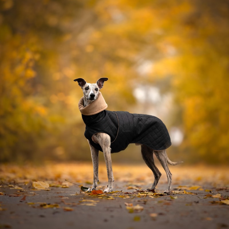 Greyhound Coats - Etsy UK