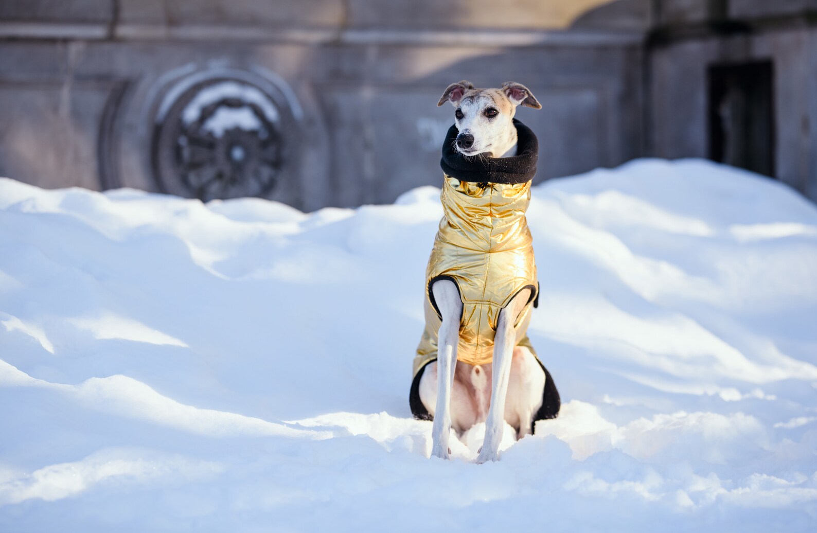 Gold Patent Warm, Waterproof Winter Coat for Whippets, Sighthounds and ...