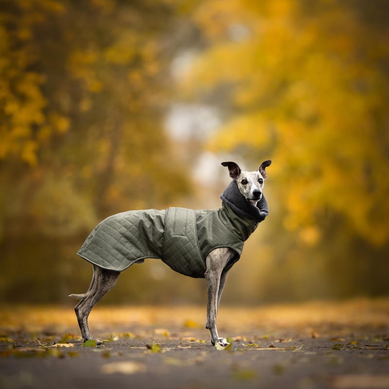 Whippet - Etsy