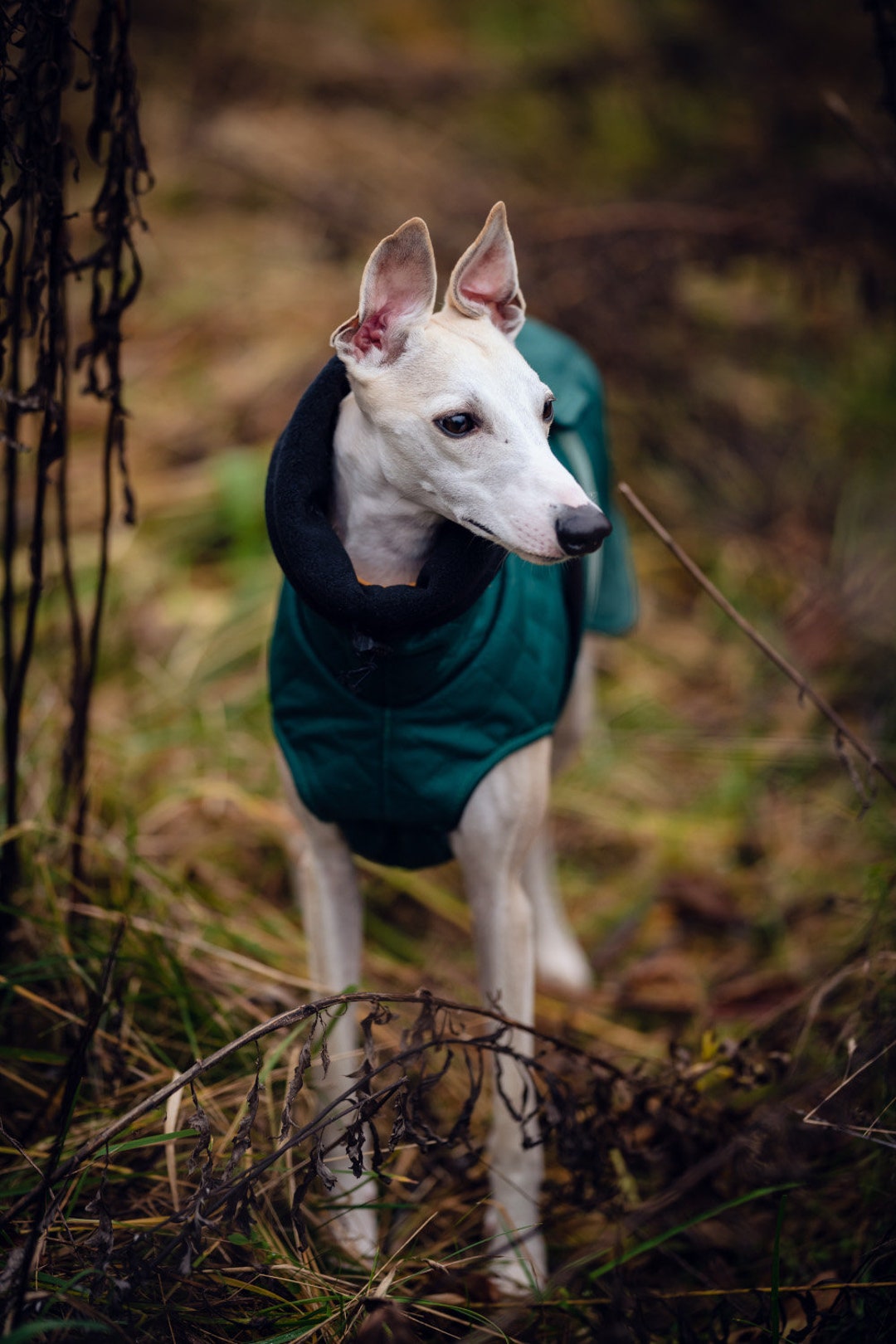 Waterproof Winter Coat for Whippets, Sighthounds and Other Dogs - Etsy