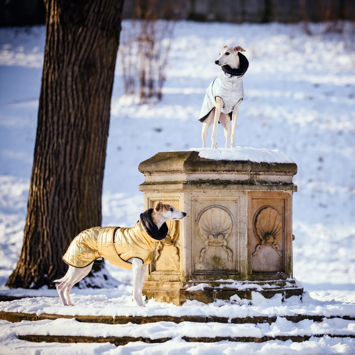 Gold Patent Warm, Waterproof Winter Coat for Whippets, Sighthounds and ...
