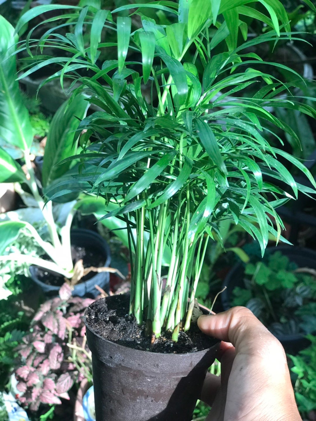 Chamaedorea Elegans “parlor Palm” Mini Palm - Etsy