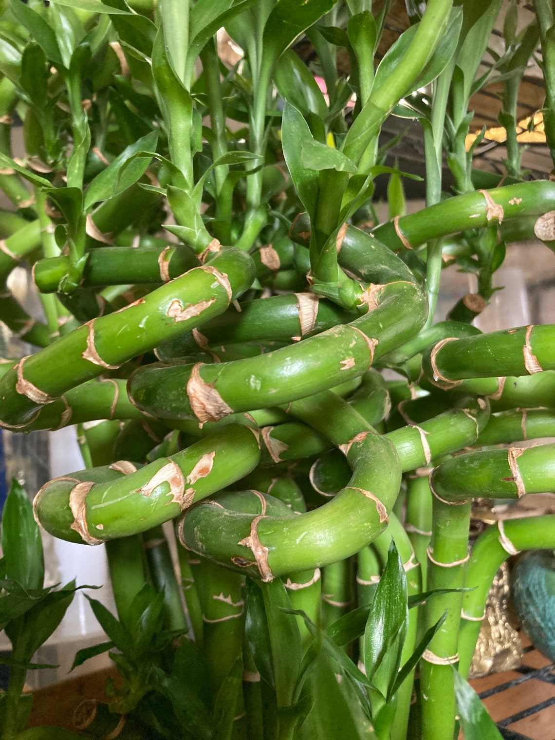 14”, 26”, or 30” Inches Curly Lucky Bamboo - Etsy