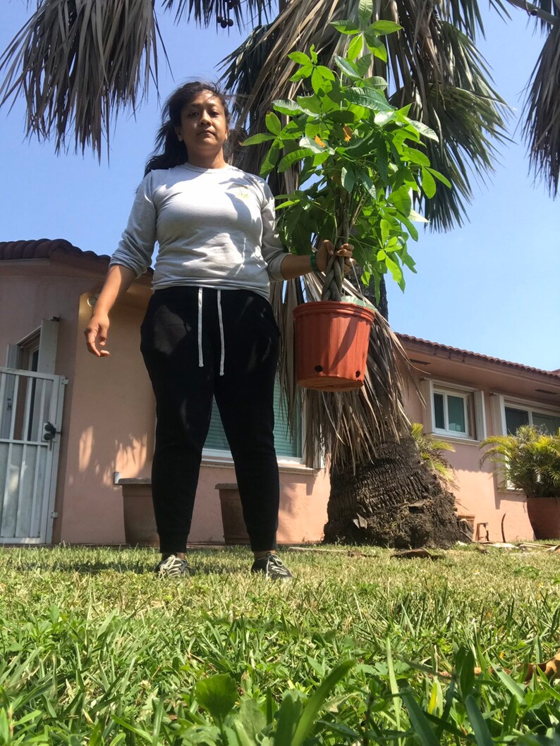 Giant Money Tree 2.5 Feet Tall - Etsy