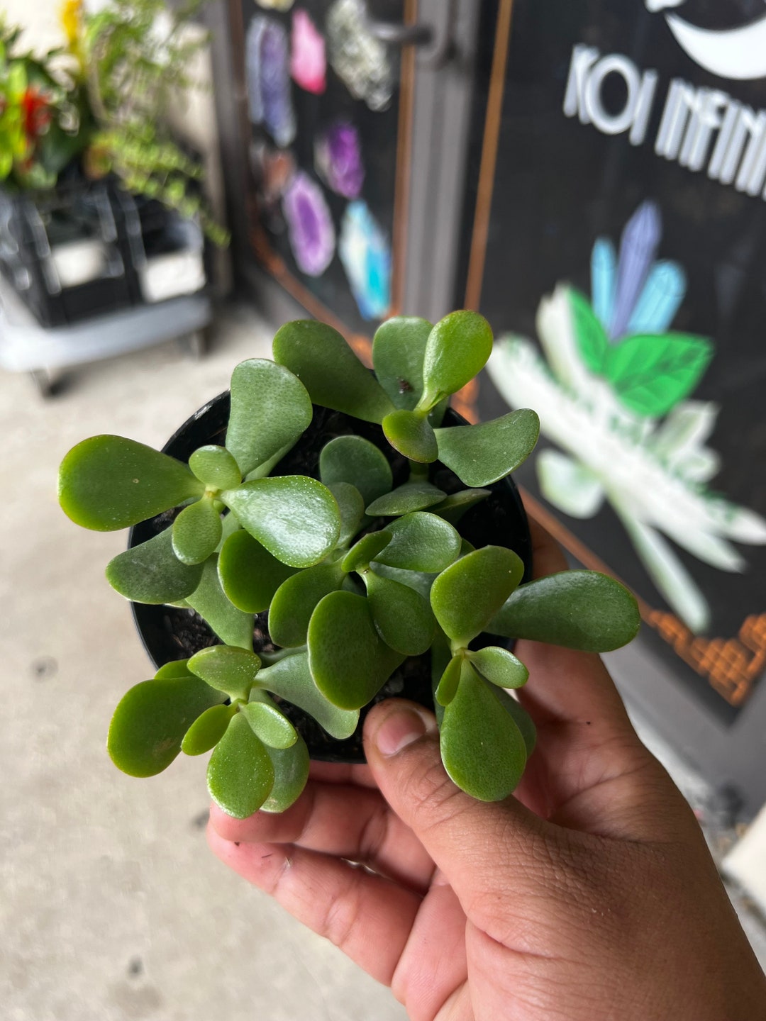 Fat Coin Jade Crassula - Etsy