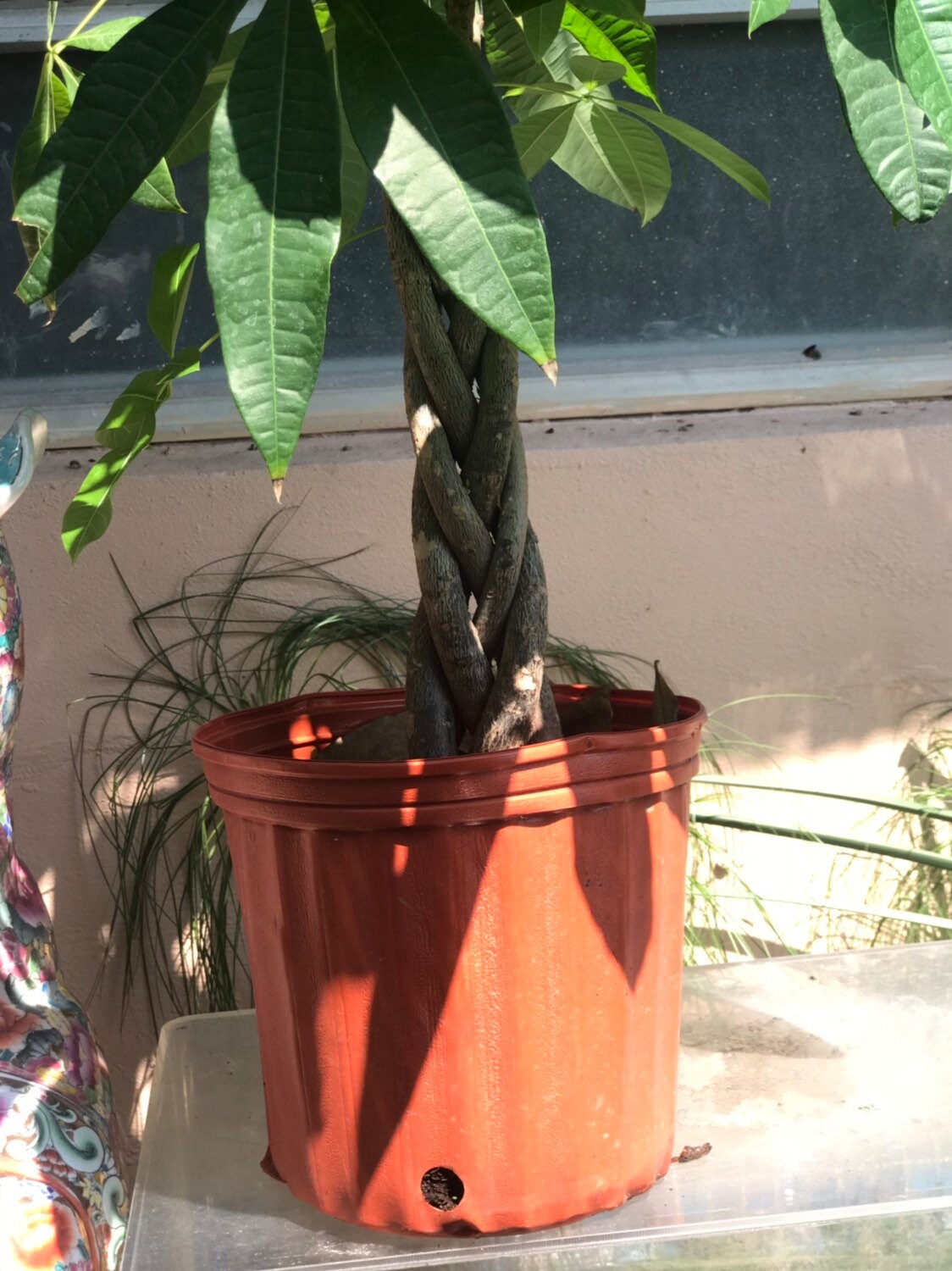 Giant Money tree 2.5 feet tall | Etsy