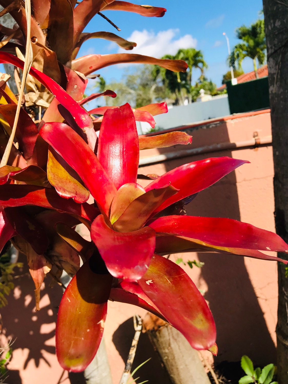 Fireball Bromeliad 1-2 Pups - Etsy