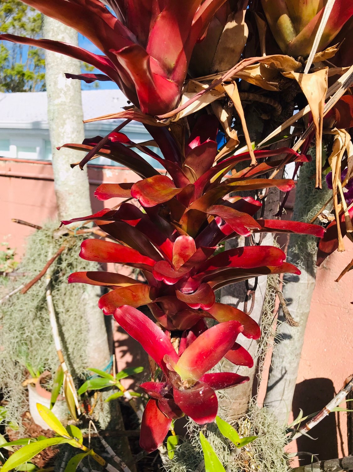 Fireball Bromeliad 1-2 Pups | Etsy