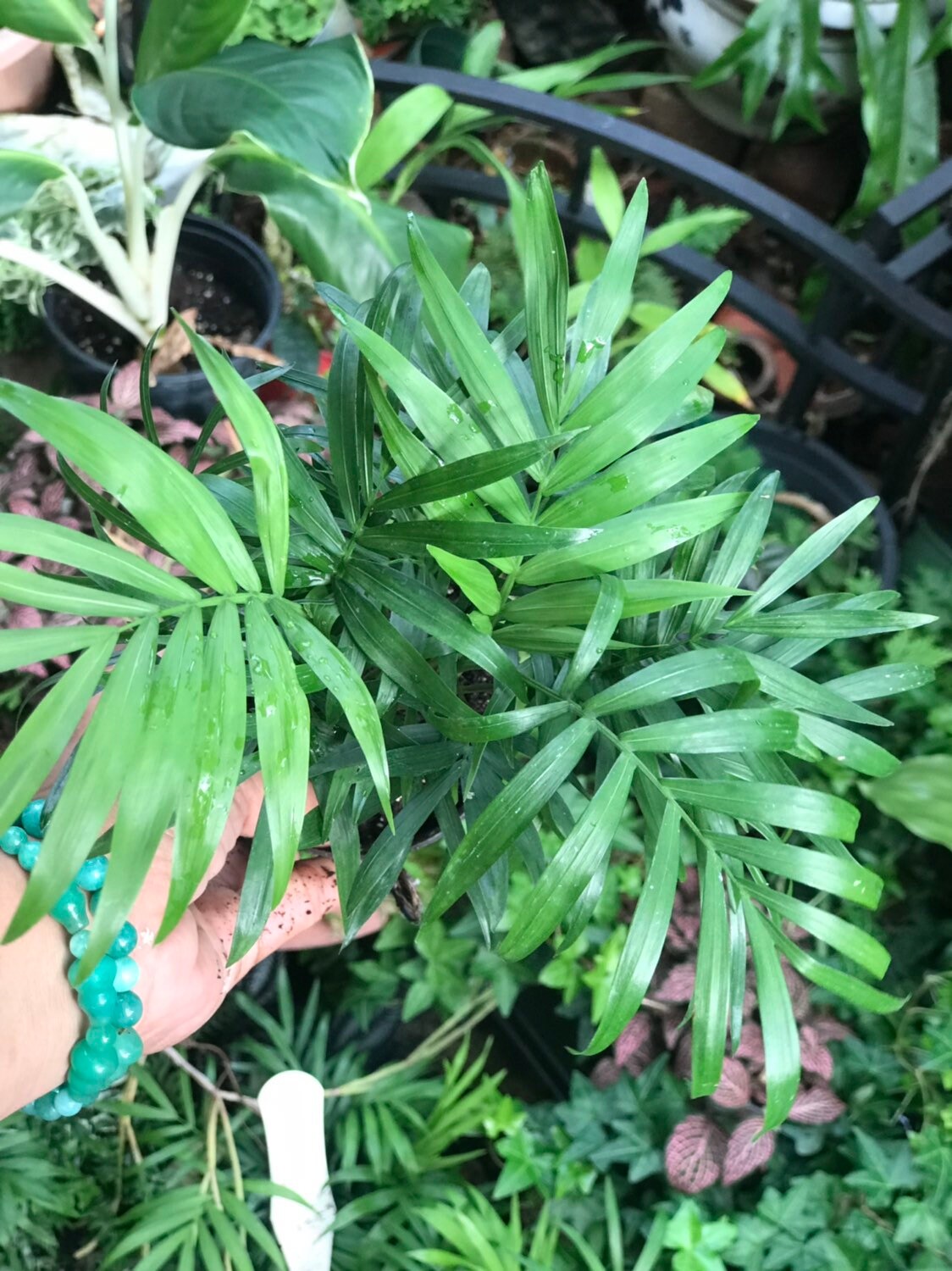 Chamaedorea Elegans parlor Palm Mini Palm | Etsy