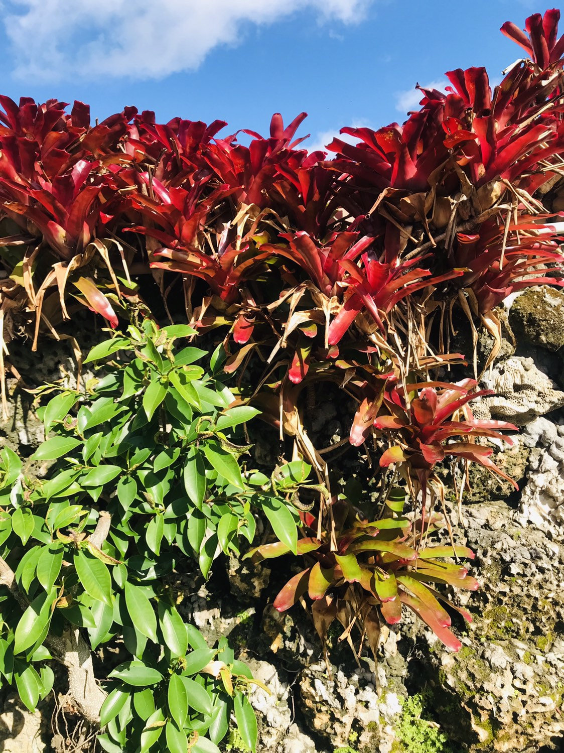Fireball Bromeliad 1-2 Pups - Etsy