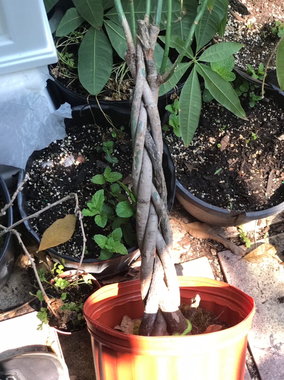 Giant Money tree 2.5 feet tall | Etsy