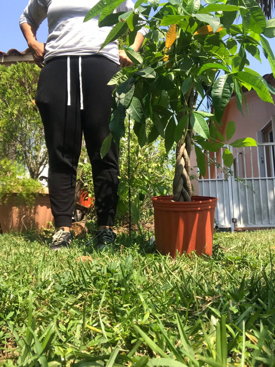 Giant Money tree 2.5 feet tall | Etsy