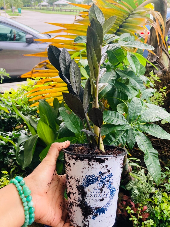 Zzz plant Raven | Etsy