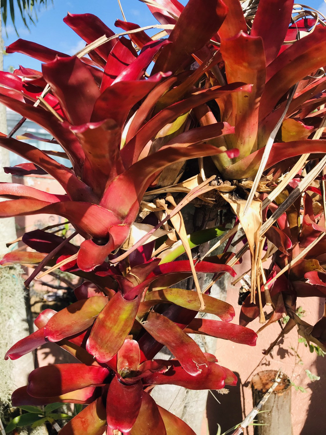 Fireball Bromeliad 1-2 Pups - Etsy