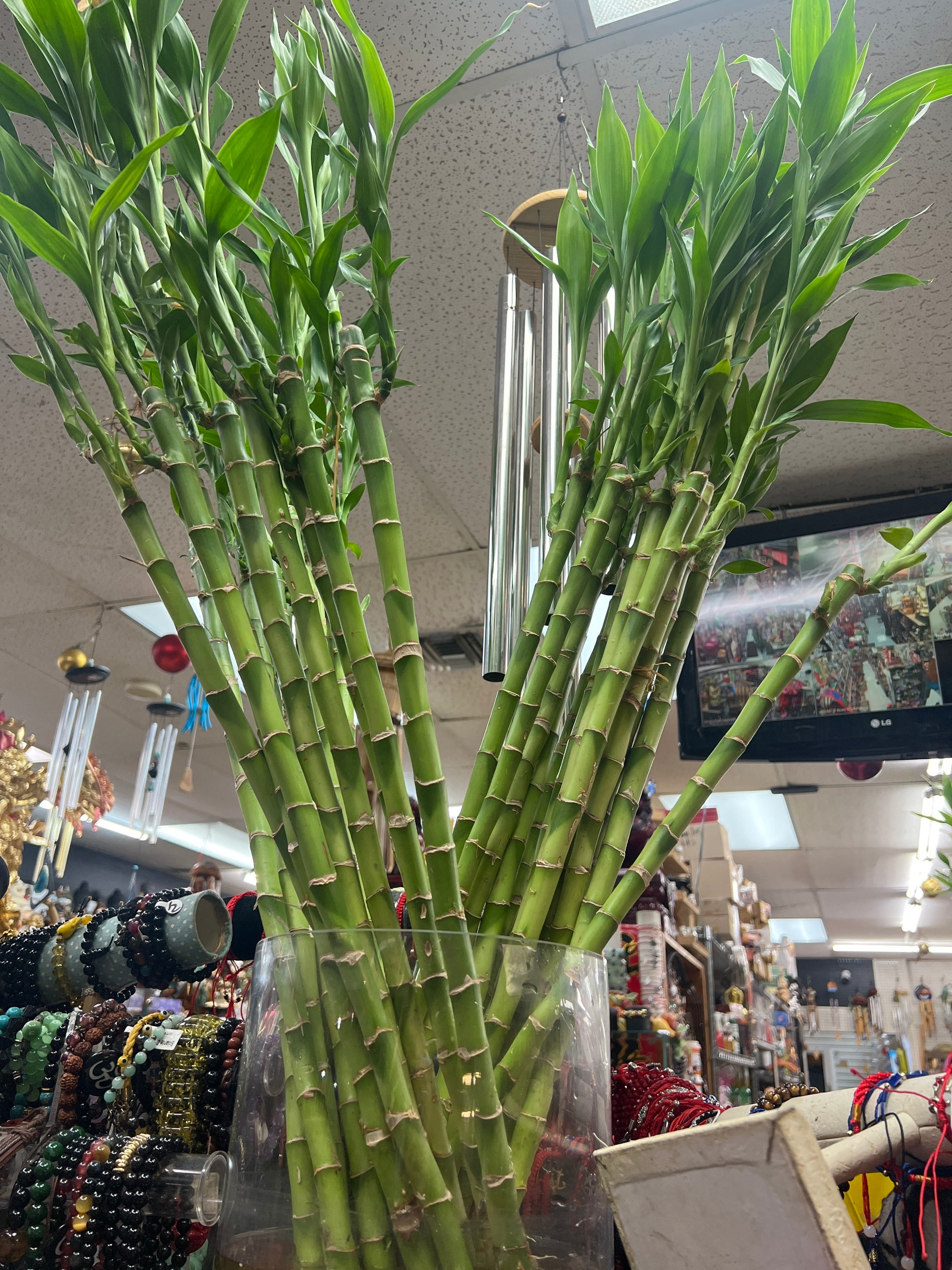 Lucky Bamboo Tall Straight - Etsy