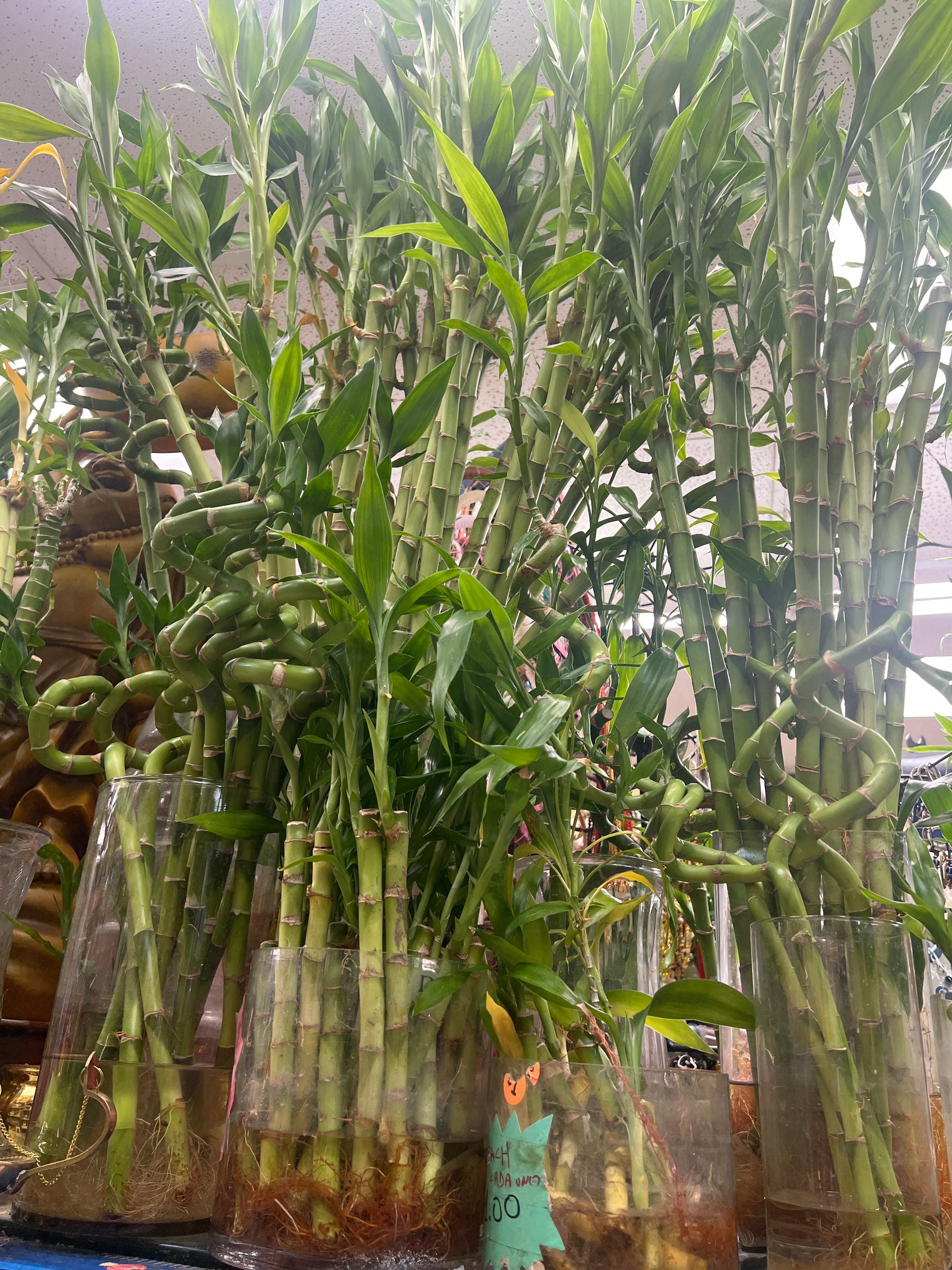 Lucky Bamboo Tall Straight - Etsy