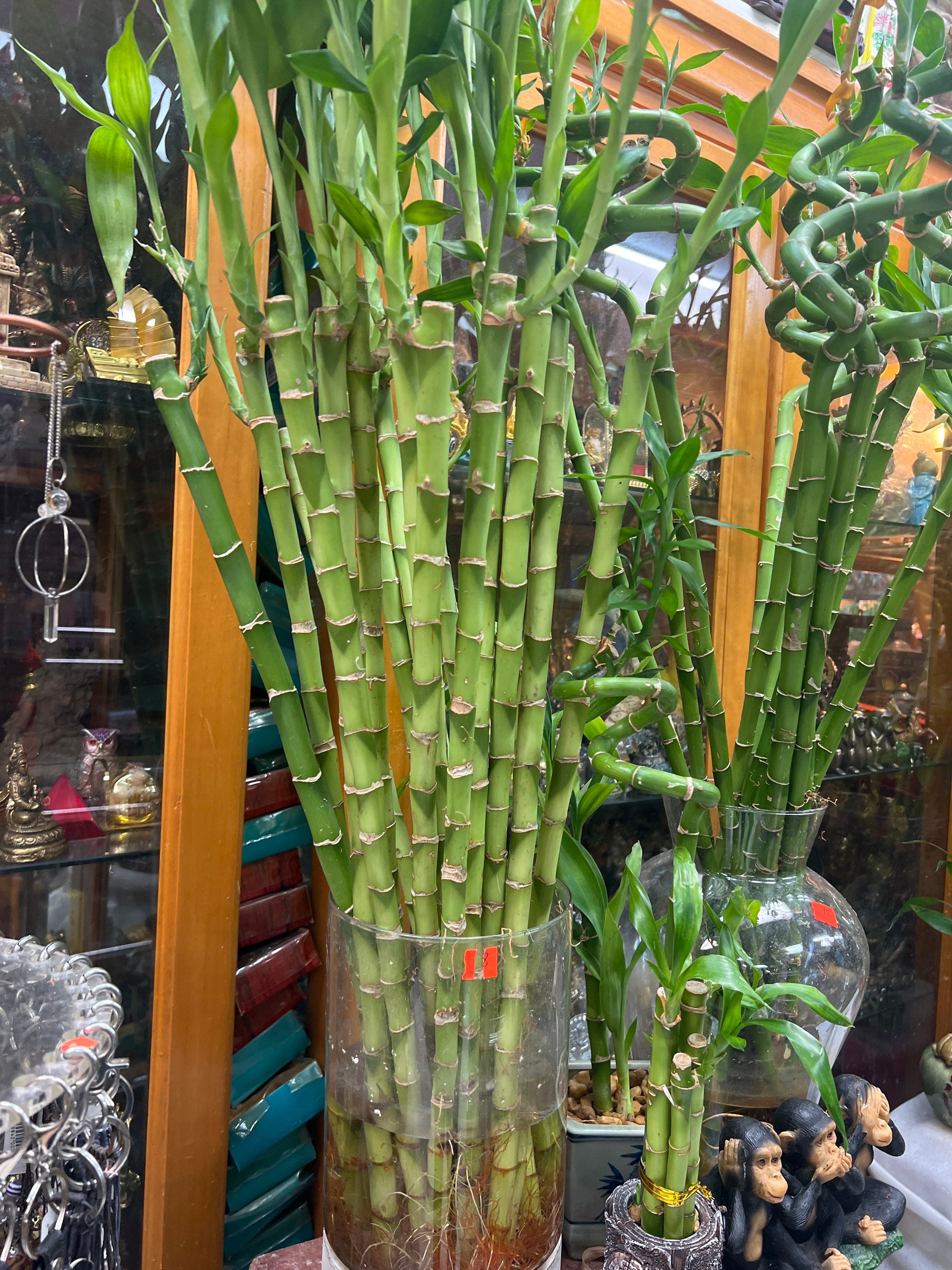 Lucky Bamboo Tall Straight - Etsy