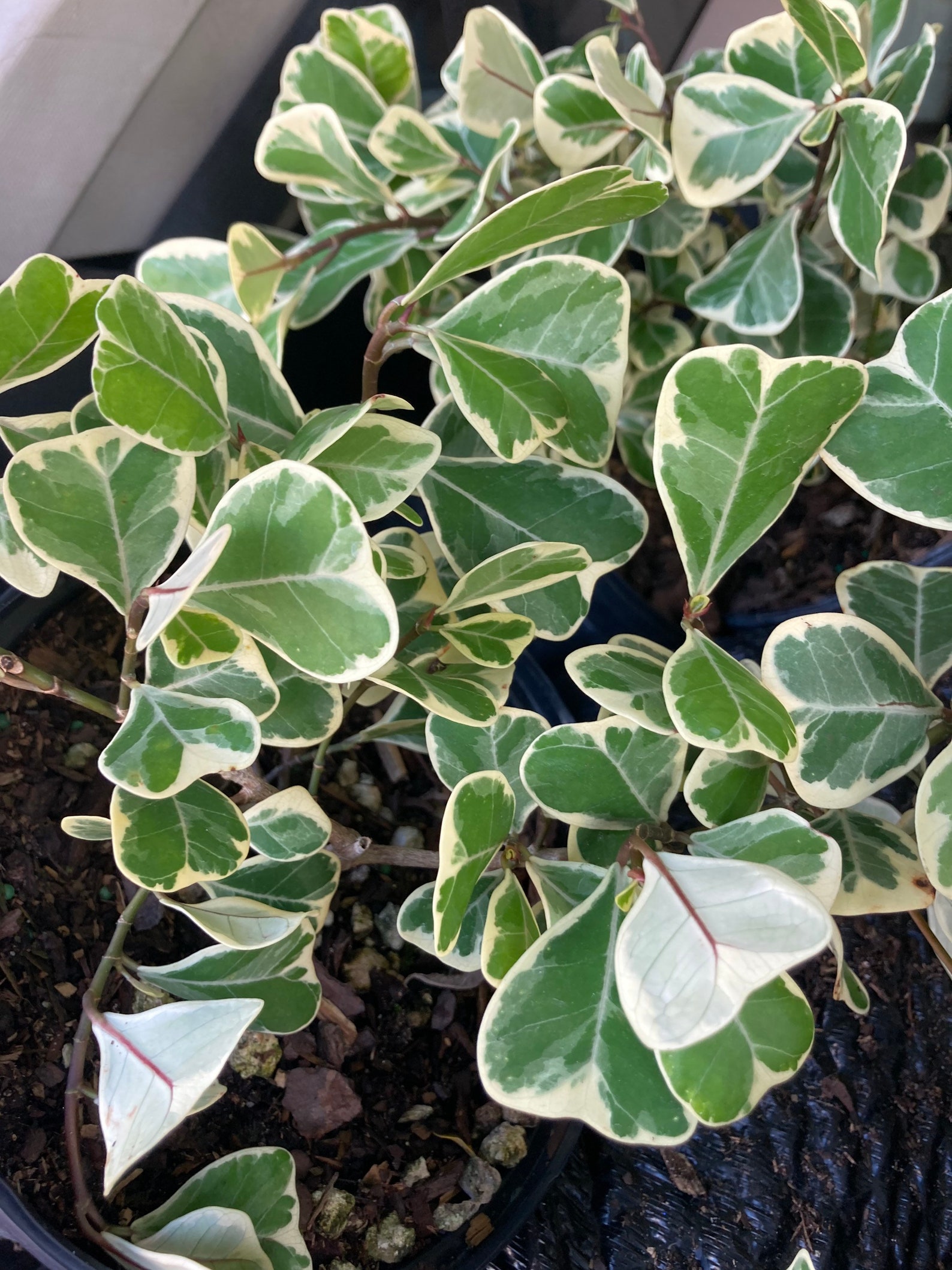 Ficus triangularis | Etsy