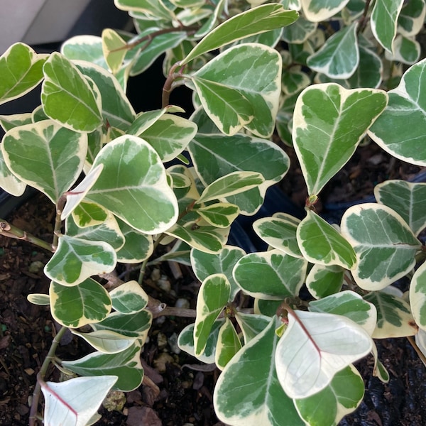 Ficus Triangularis Variegated - Etsy