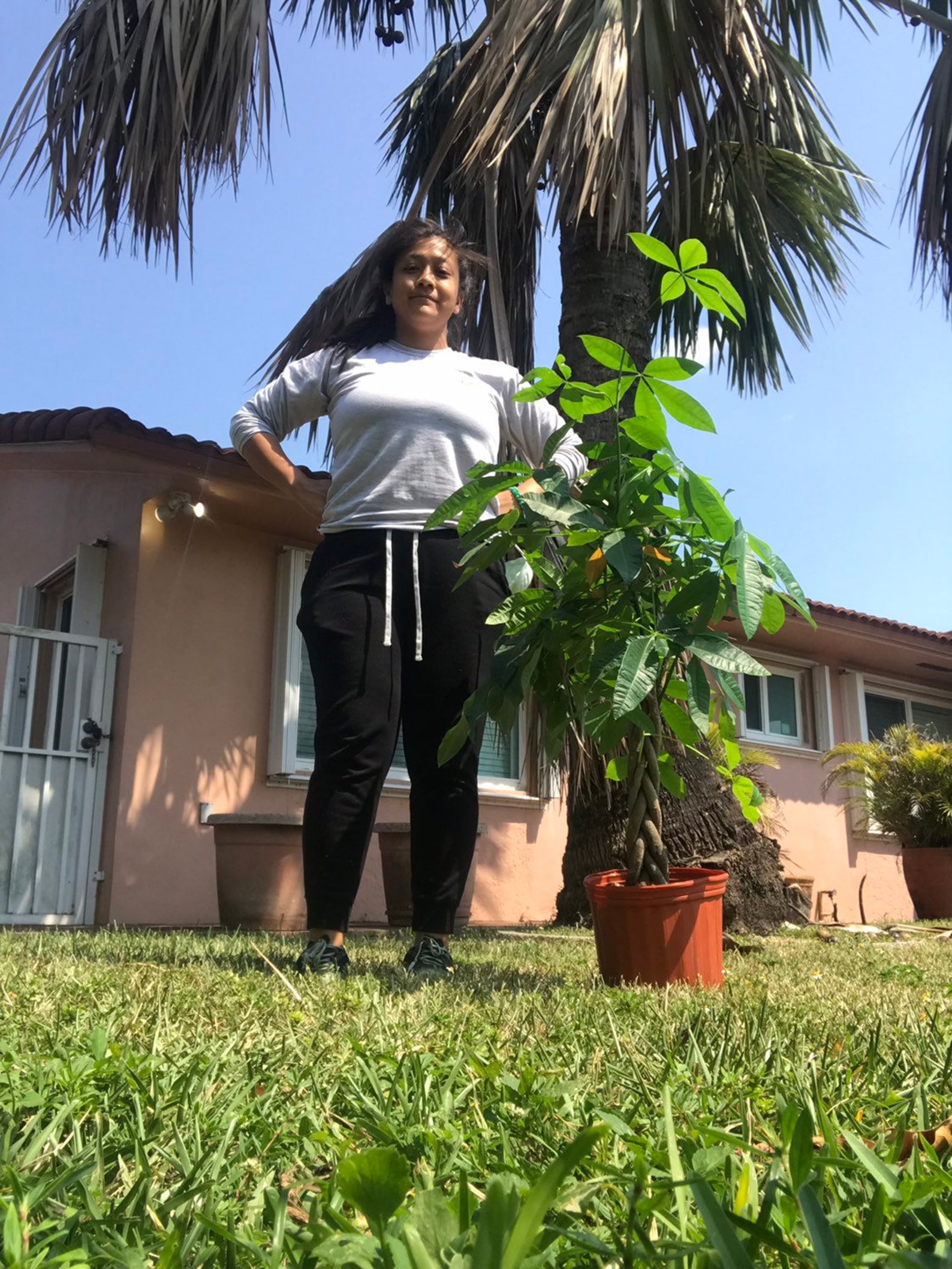 Giant Money Tree 2.5 Feet Tall - Etsy