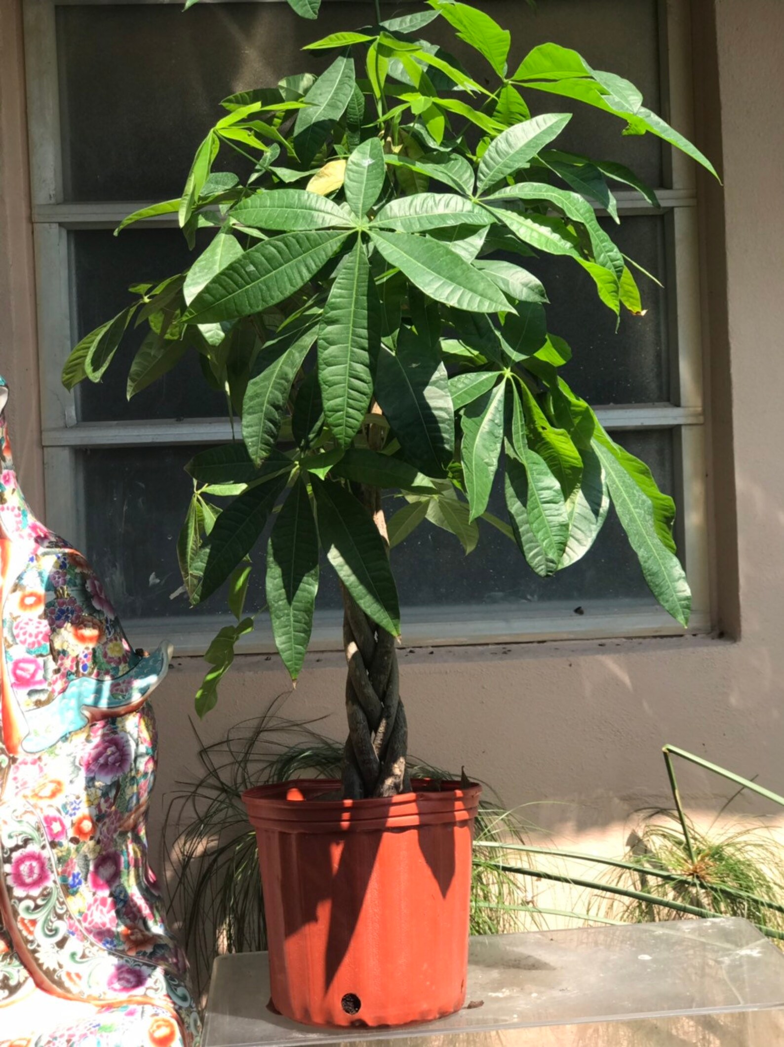 Giant Money tree 2.5 feet tall | Etsy