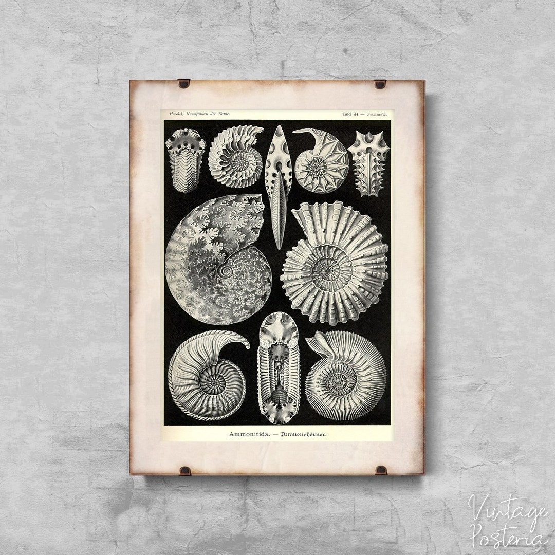Retro Sea Shell Anmonitida Ernst Haeckel Retro Poster, Retro Wall Art ...