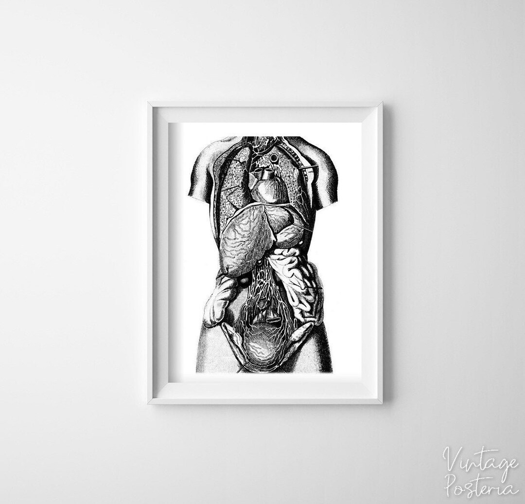Retro Anatomical-prints Organs Canvas Poster, Wall Decor, Anatomy Art ...