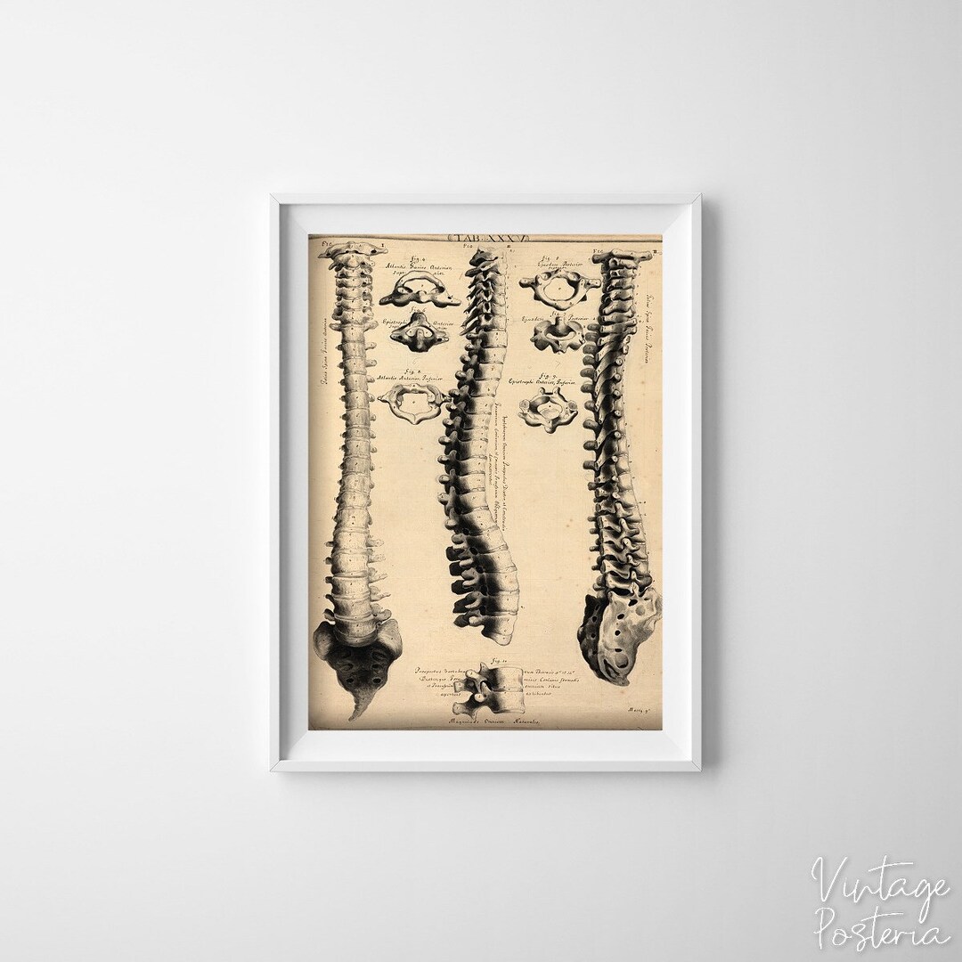 Retro Anatomical Print John Fotherby Retro Poster, Retro Print, Anatomy ...