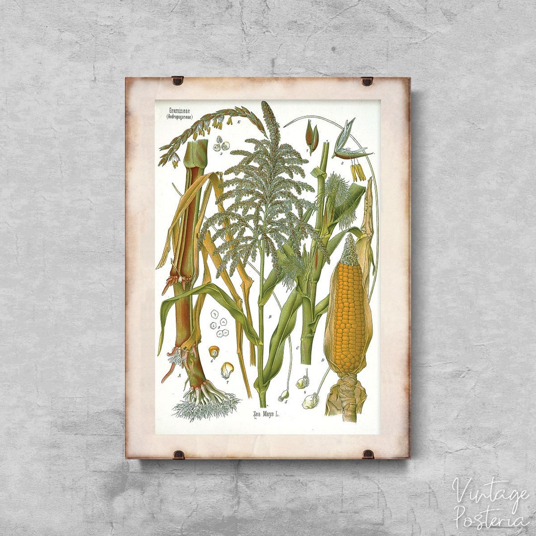 Retro Botanical Print Poaceae Botanical Retro Poster, Modern Posters ...