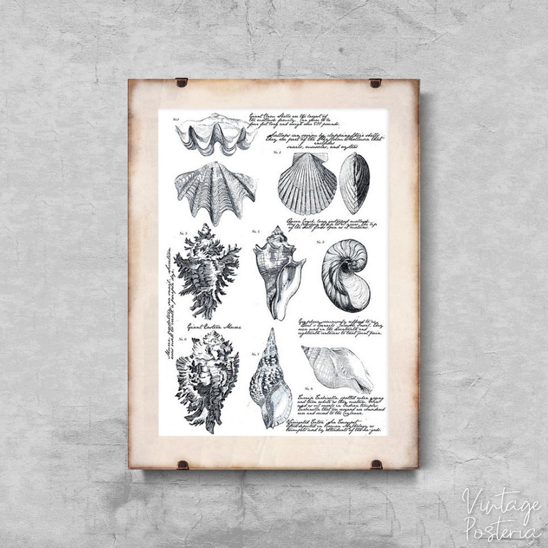 Seashell Poster Retro Poster, Painting Print, Nautical Wall Art ...