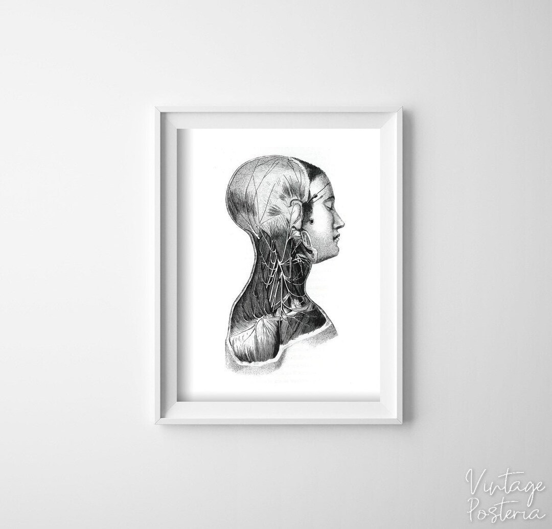 Retro Anatomical Prints Neck Musclest Retro Poster, Self Adhesive ...