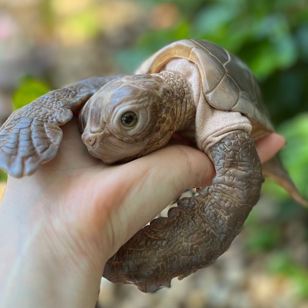 Reborn Animal Dolls - Etsy