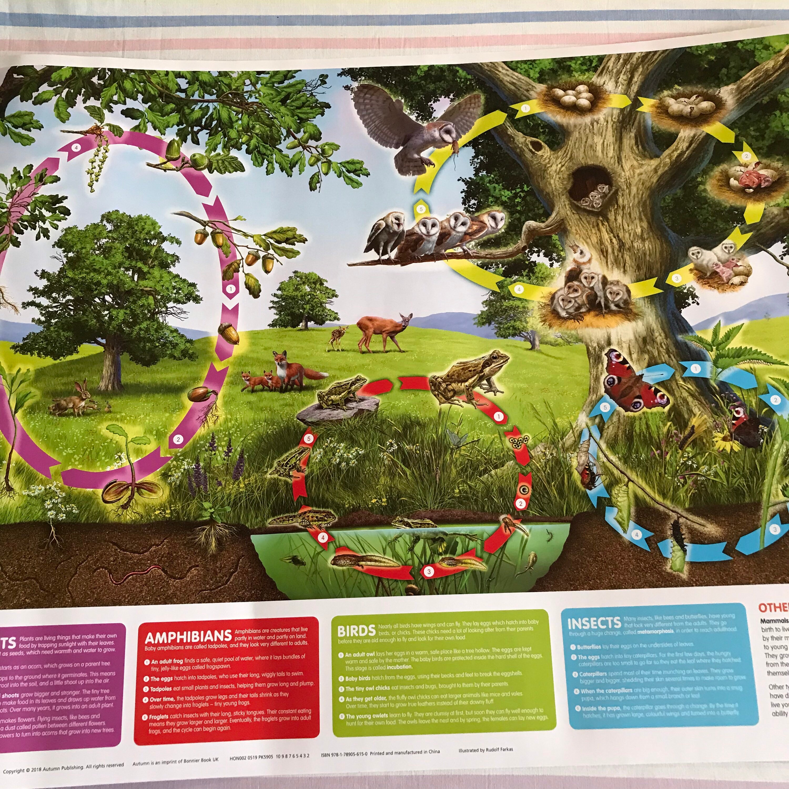 Life Cycle Nature Poster. Frog, Butterfly, Acorn, Owl Illustration ...