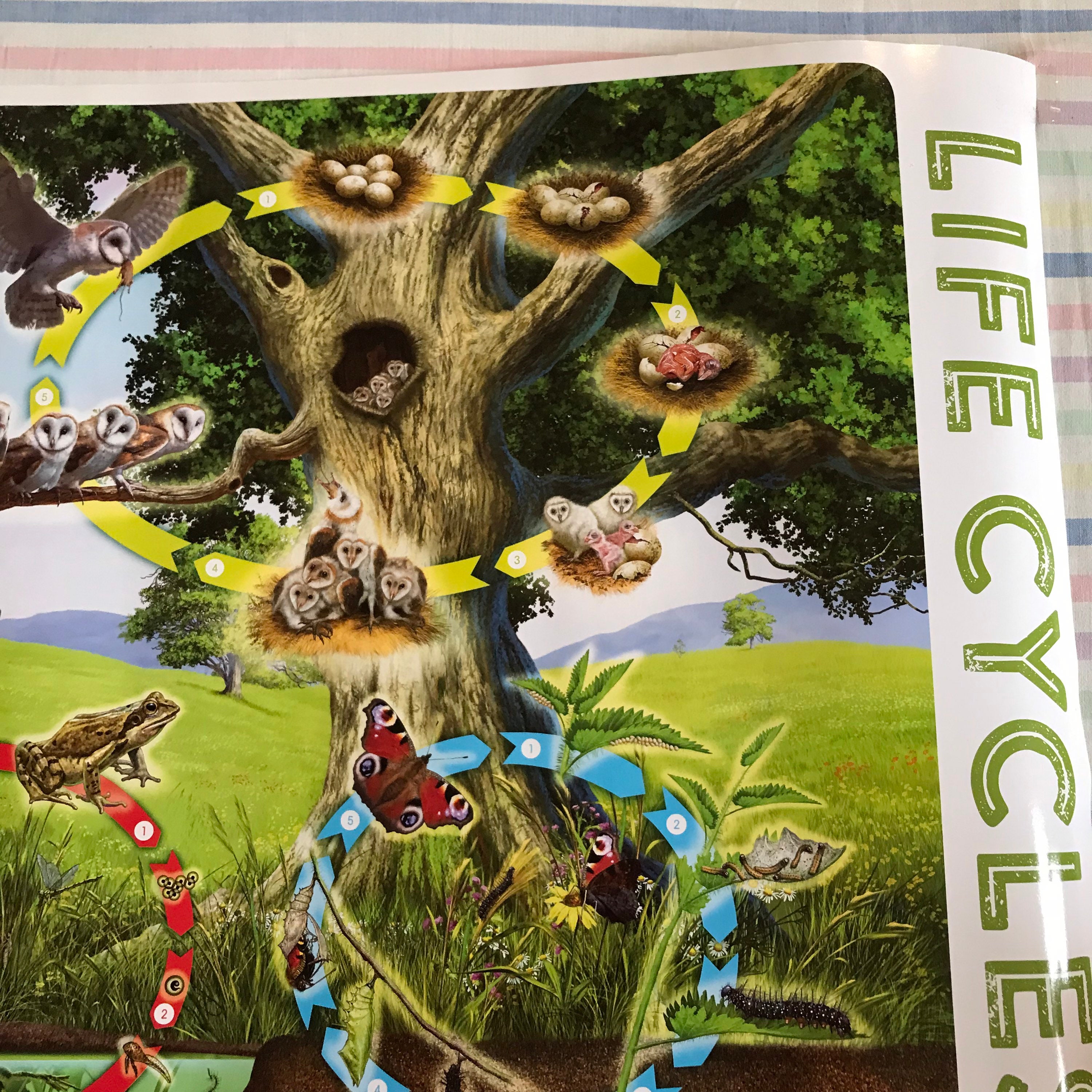 Life Cycle Nature Poster. Frog, Butterfly, Acorn, Owl Illustration ...
