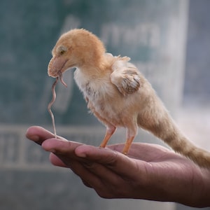 NOVOSAURS 2 Book - Etsy