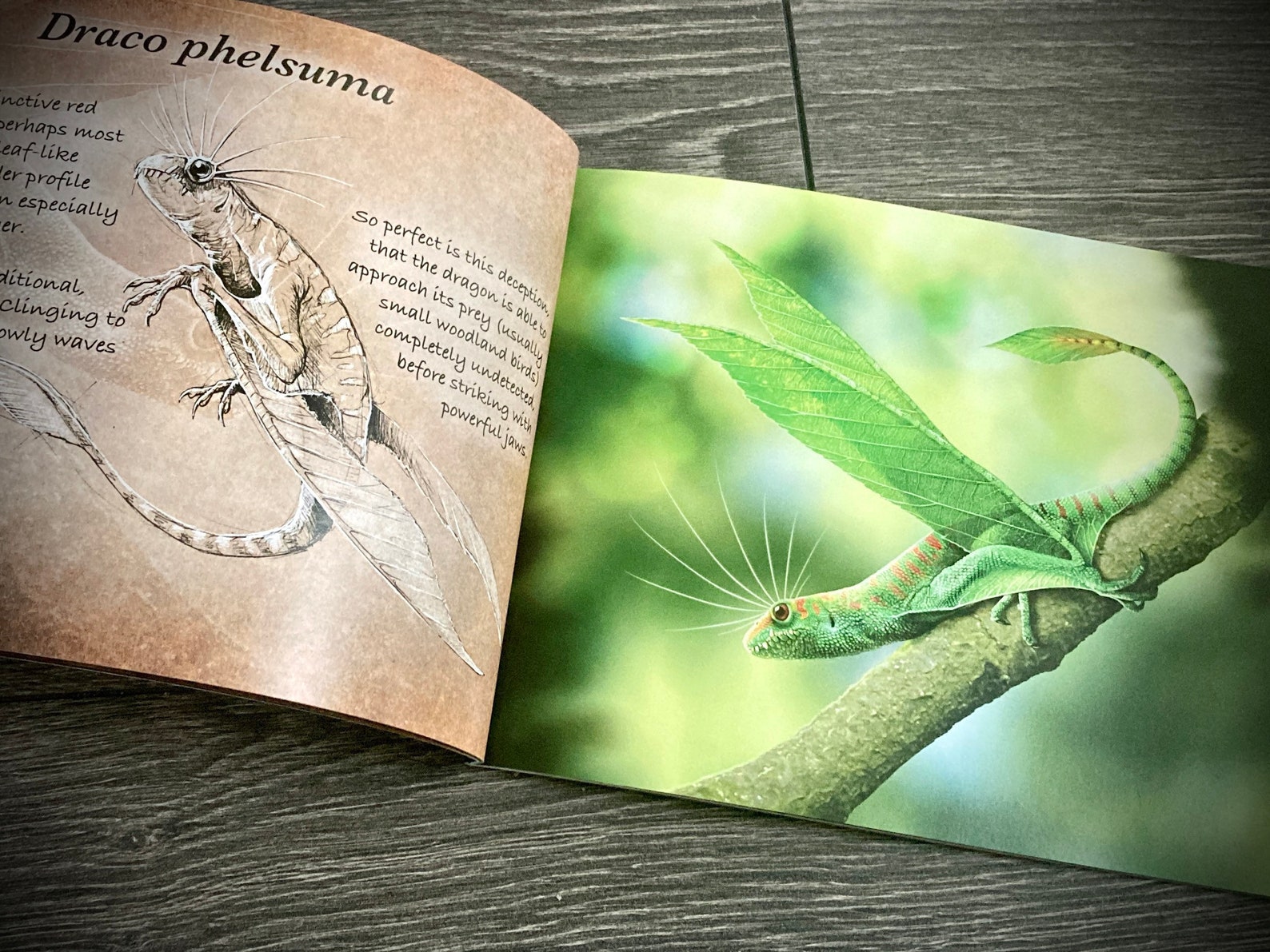 Draco Minimus Book - Etsy