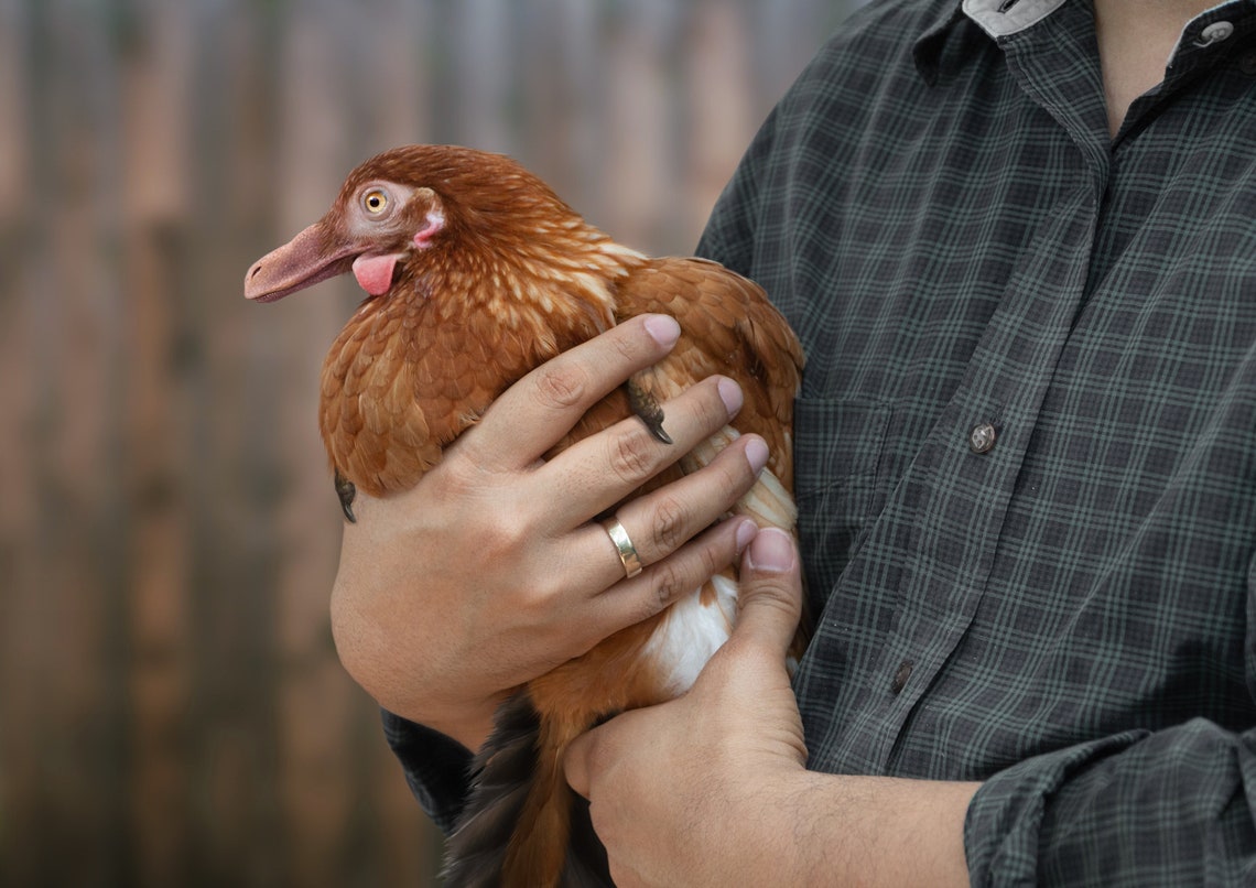 NOVOSAURS Book - Etsy UK