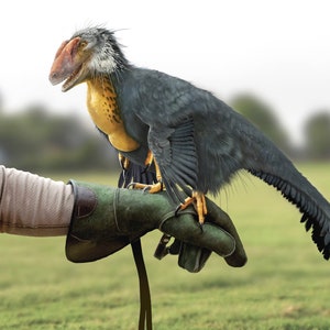 NOVOSAURS 2 Book - Etsy