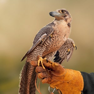 NOVOSAURS TWIN PACK - Etsy