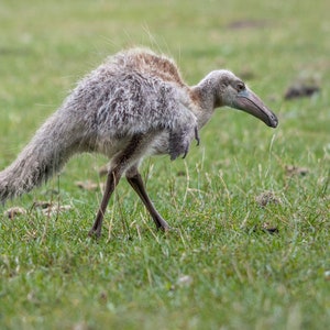 NOVOSAURS 2 Book - Etsy