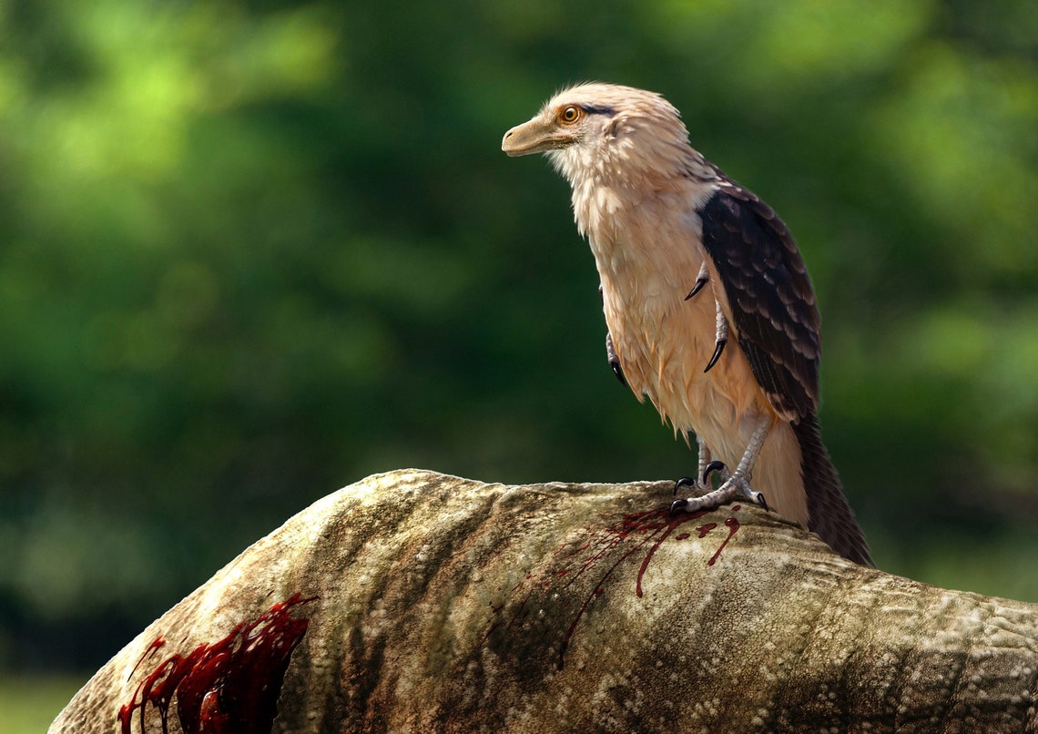 NOVOSAURS Book - Etsy UK