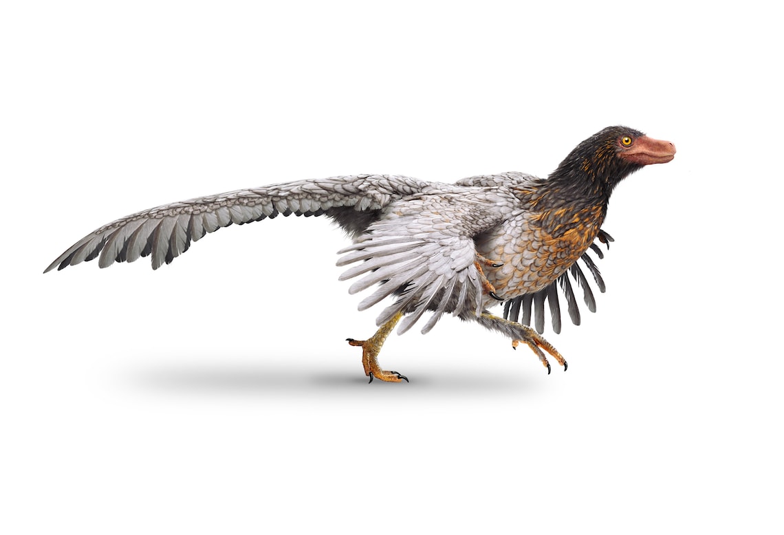 NOVOSAURS Book - Etsy