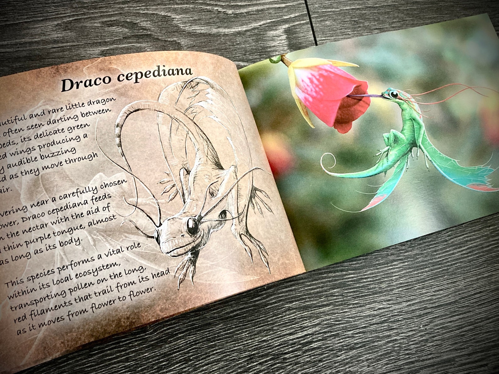 Draco Minimus Book - Etsy