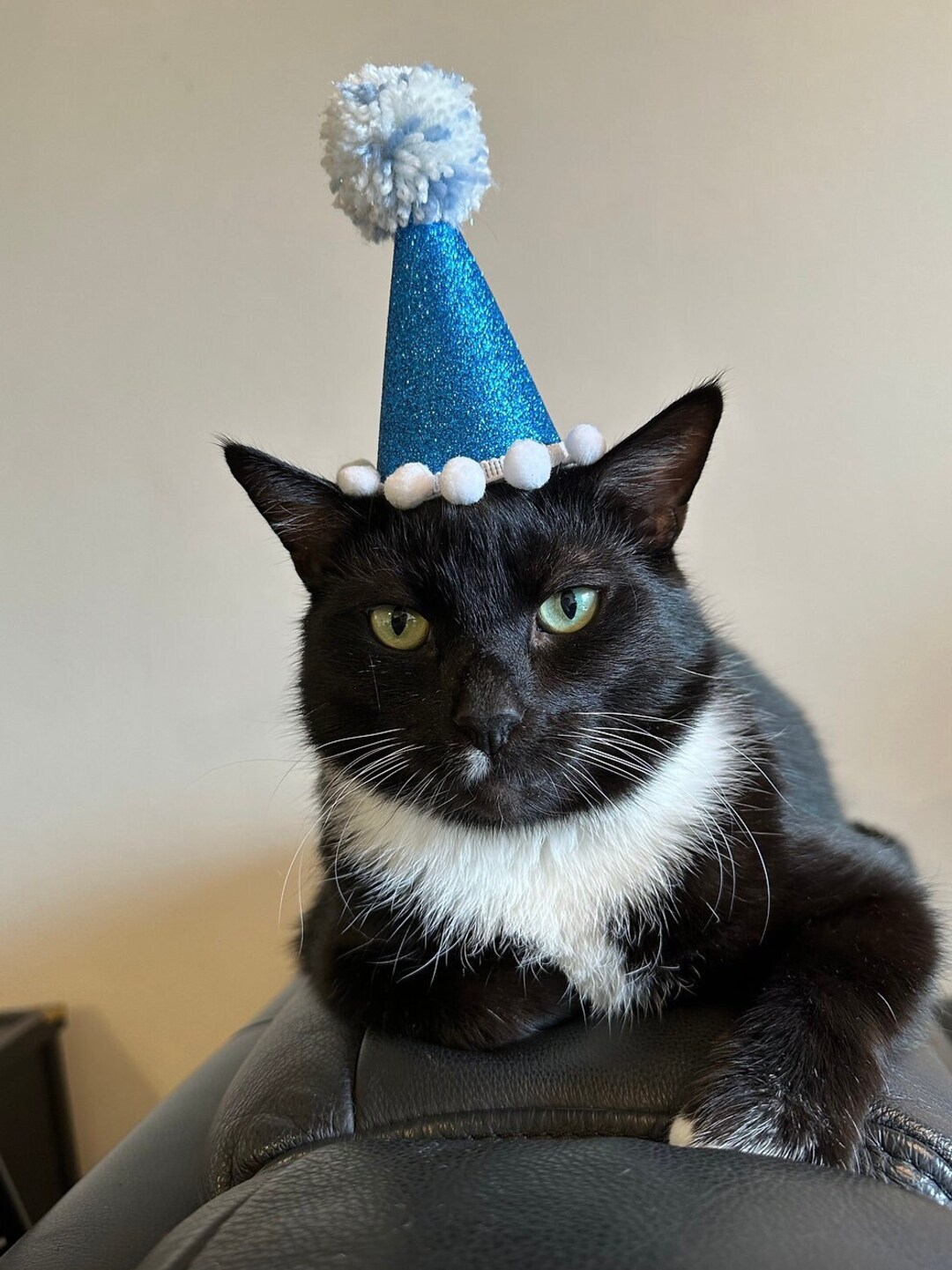 Pet Party Hat Party Hat Dog Party Hat Cat Party Hat Dog - Etsy