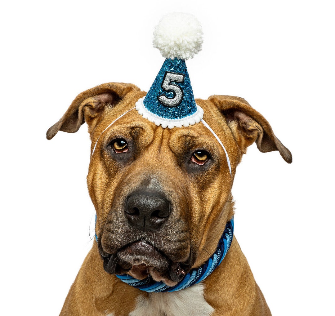 Pet Party Hat Party Hat Dog Party Hat Cat Party Hat Dog - Etsy