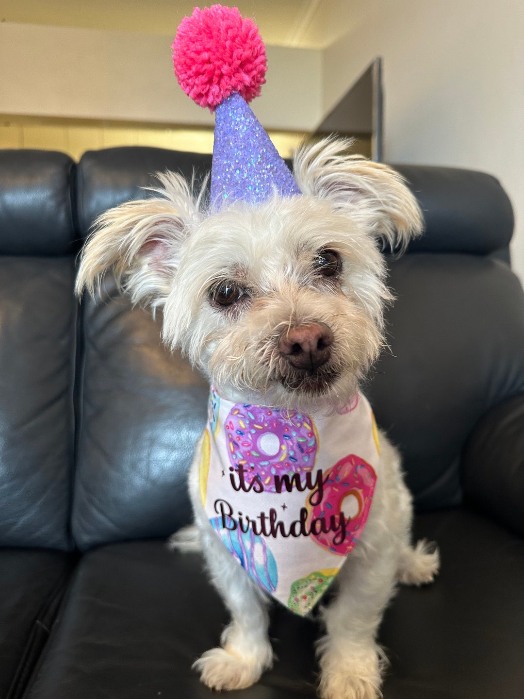 Pet Party Hat, Party Hat, Dog Party Hat, Cat Party Hat, Dog Birthday ...