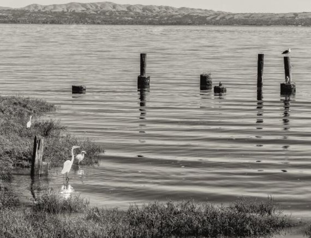 Lucid Moment- Lake Bird Sanctuary B/W Fine Art: Egrets & Ducks on ...